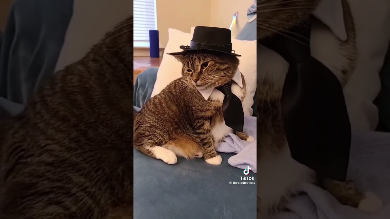 TikTok | Tony Soprano cat - YouTube