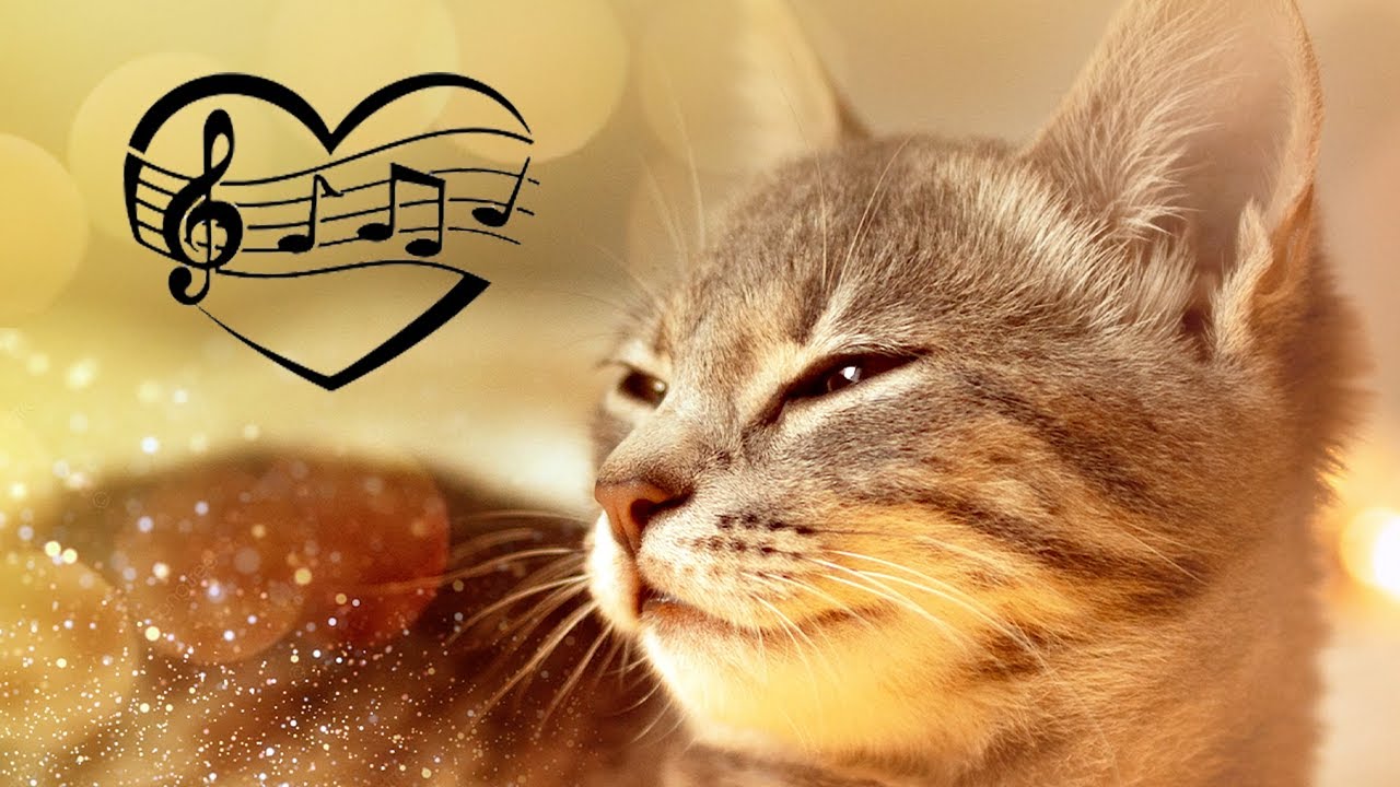 Peaceful Harp Music for Anxious Cats with Water Sounds ♬ Stress Relief ...