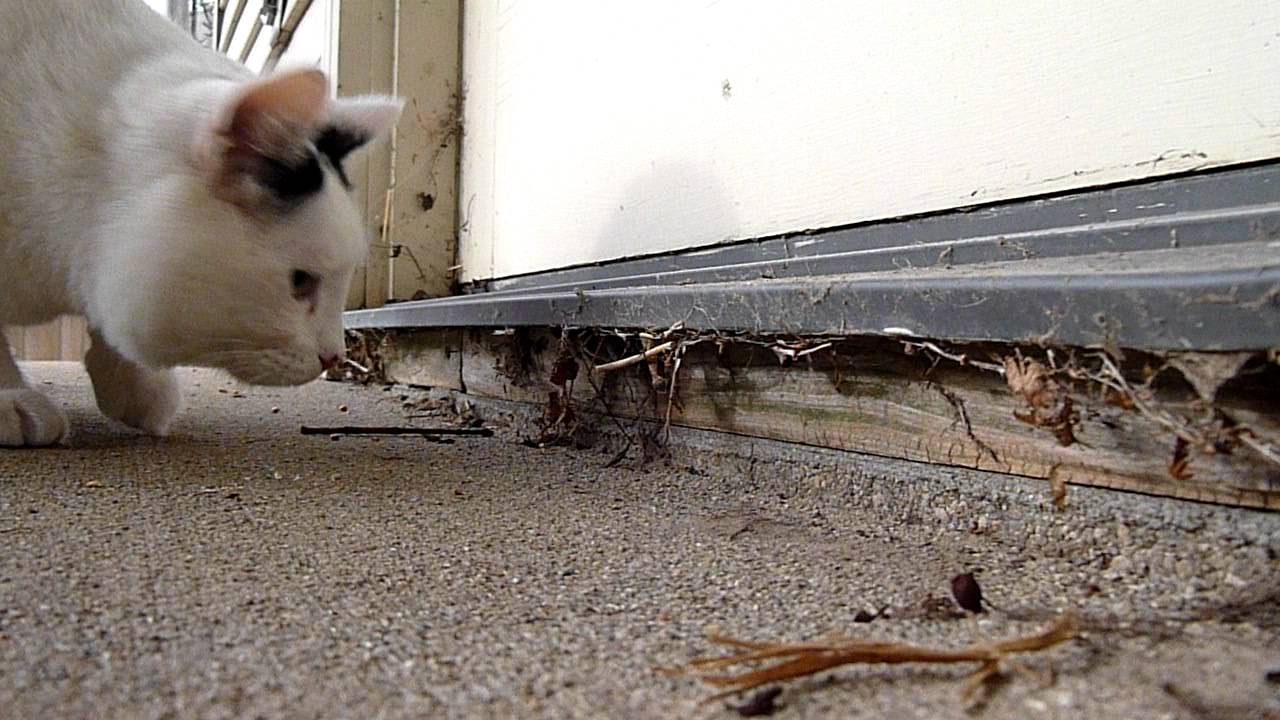 Spotty vs. The Angry Shrew - YouTube