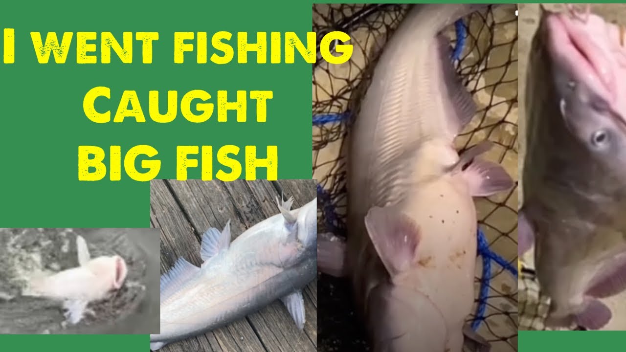 I Caught a Huge Fish And gave it away / Biggest fish I caught ...