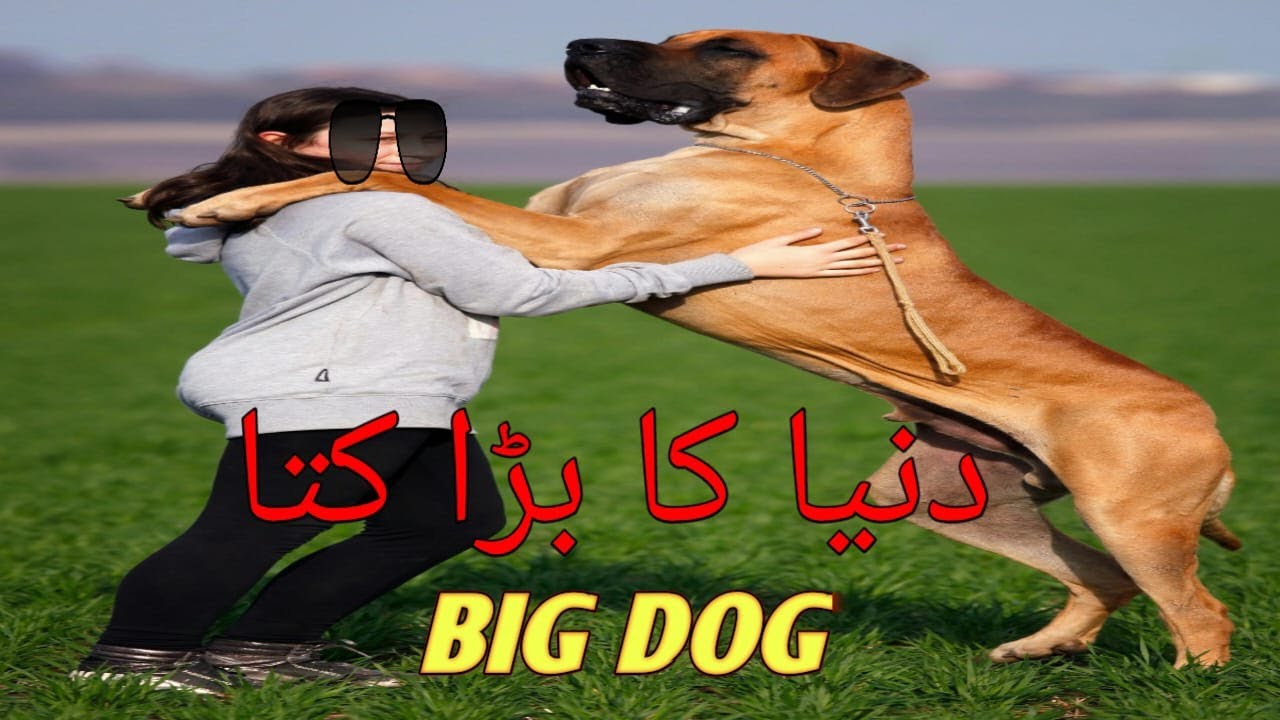 BULLDOG | DOG | PRESA CANARIO | GERMAN SHEPHARD l CHIHUAHUA ...