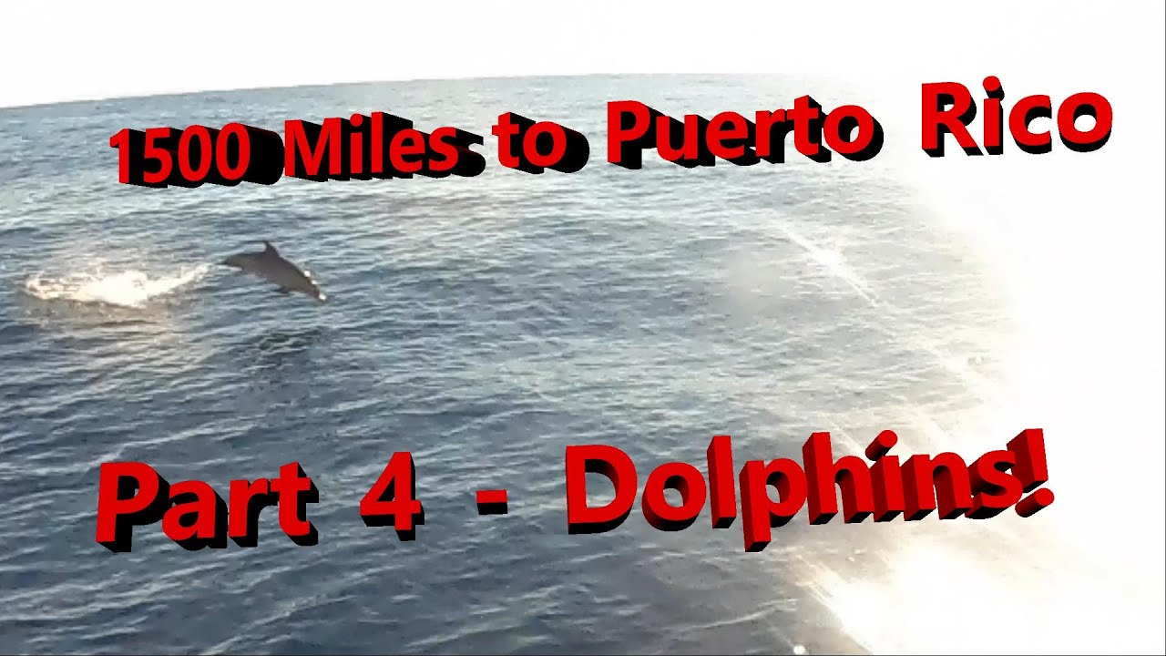 1500 Miles to Puerto Rico Pt 4 Dolphins Island Packet 420 - YouTube