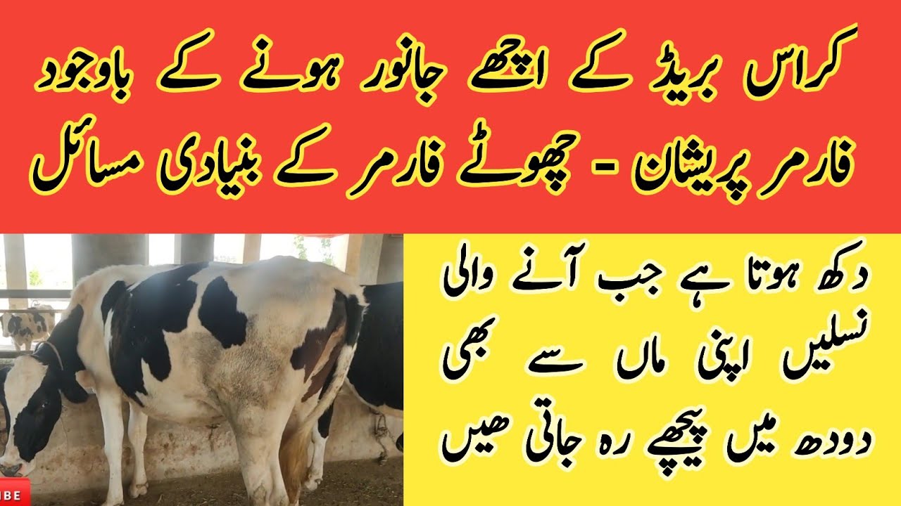 Farmer trouble II Basic problems of dairy farmers II Important ...