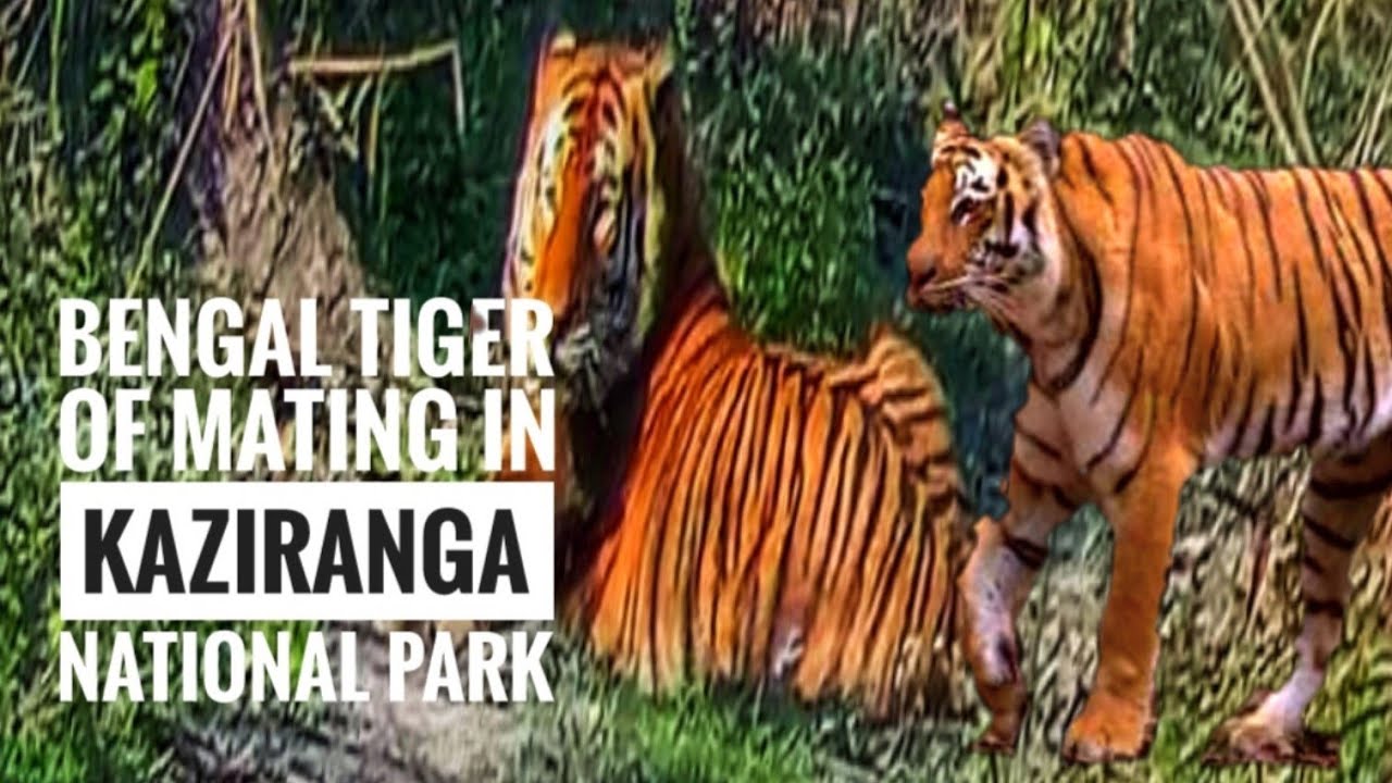 Bengal Tiger Reproduction. Mating can occur any time of the year. The ...