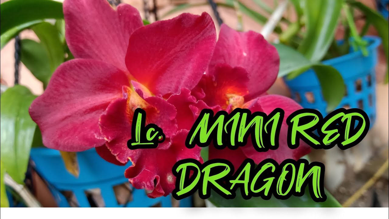 Lc. MINI RED DRAGON - YouTube
