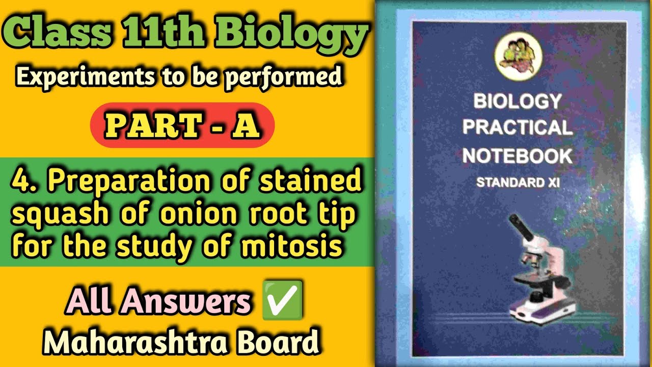 4: Preparation of stained squash of onion root tip | PART - A ...