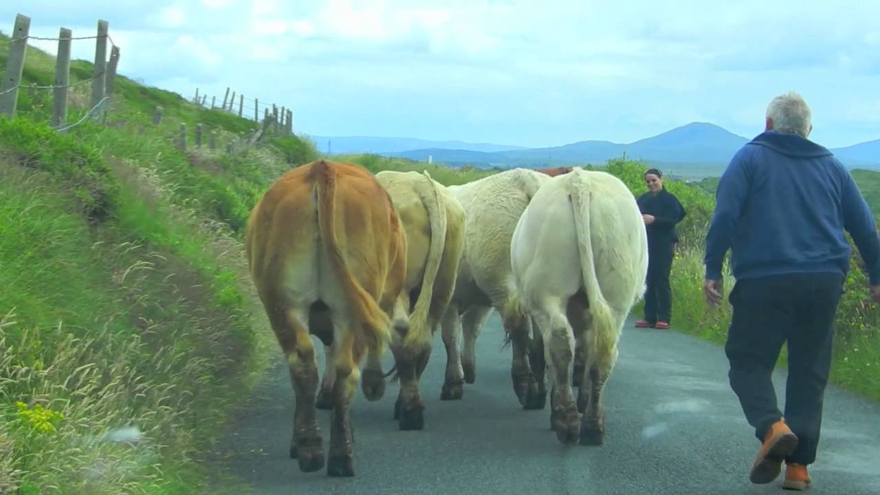 Cows!!!! Irish Traffic Jam!!! On Sky Road - YouTube