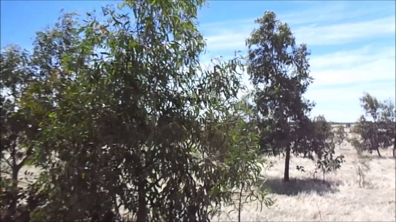 Greenfleet is restoring native bushland in Central Victoria - YouTube