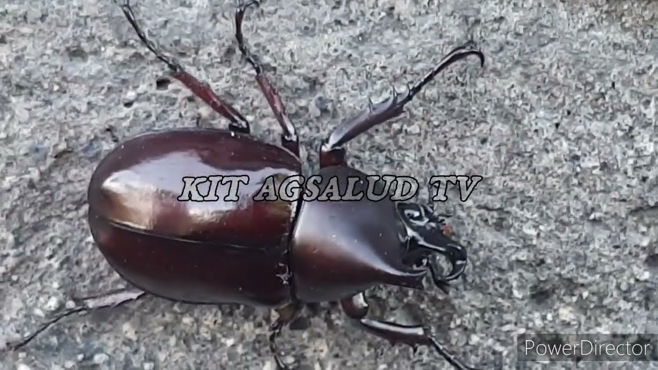 SALAGUBANG NA MAY SUNGAY (UWANG) BEETLE - YouTube