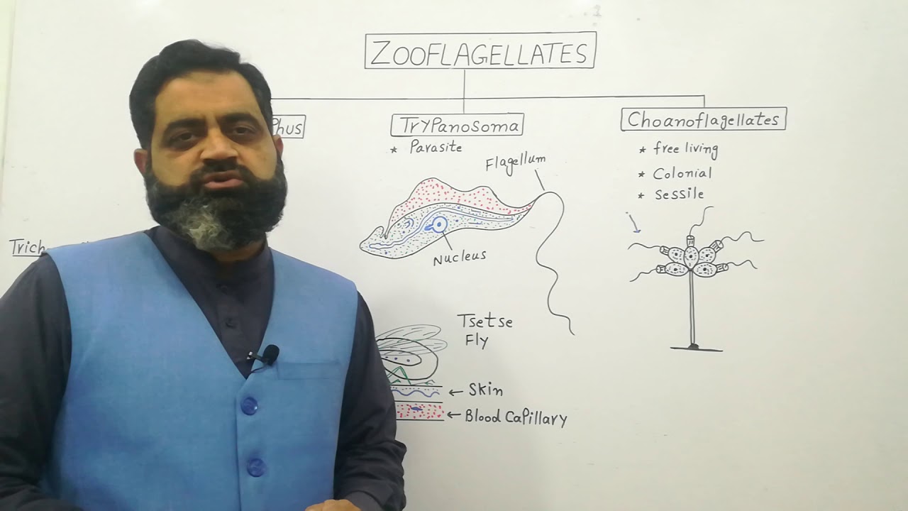 Zooflagellates