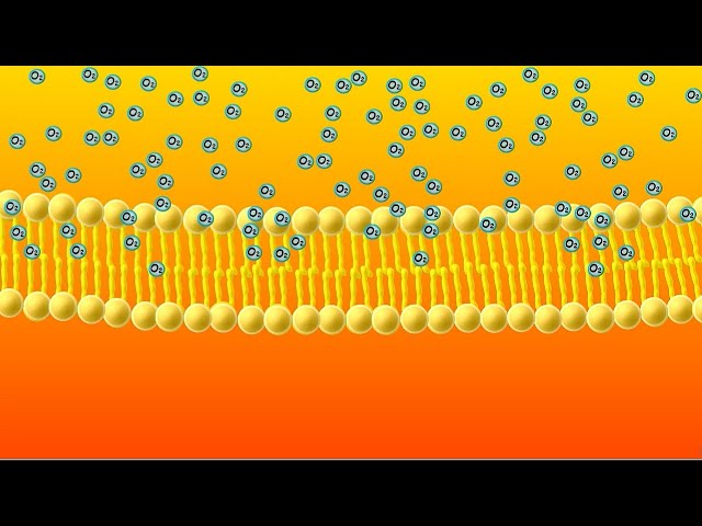 Facilitated Diffusion Animation