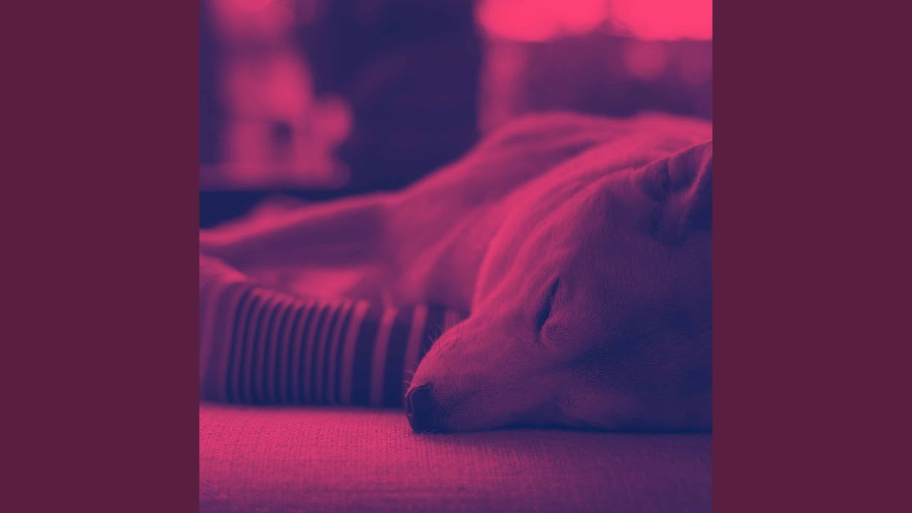 Happening Ambiance for Classy Pups - YouTube