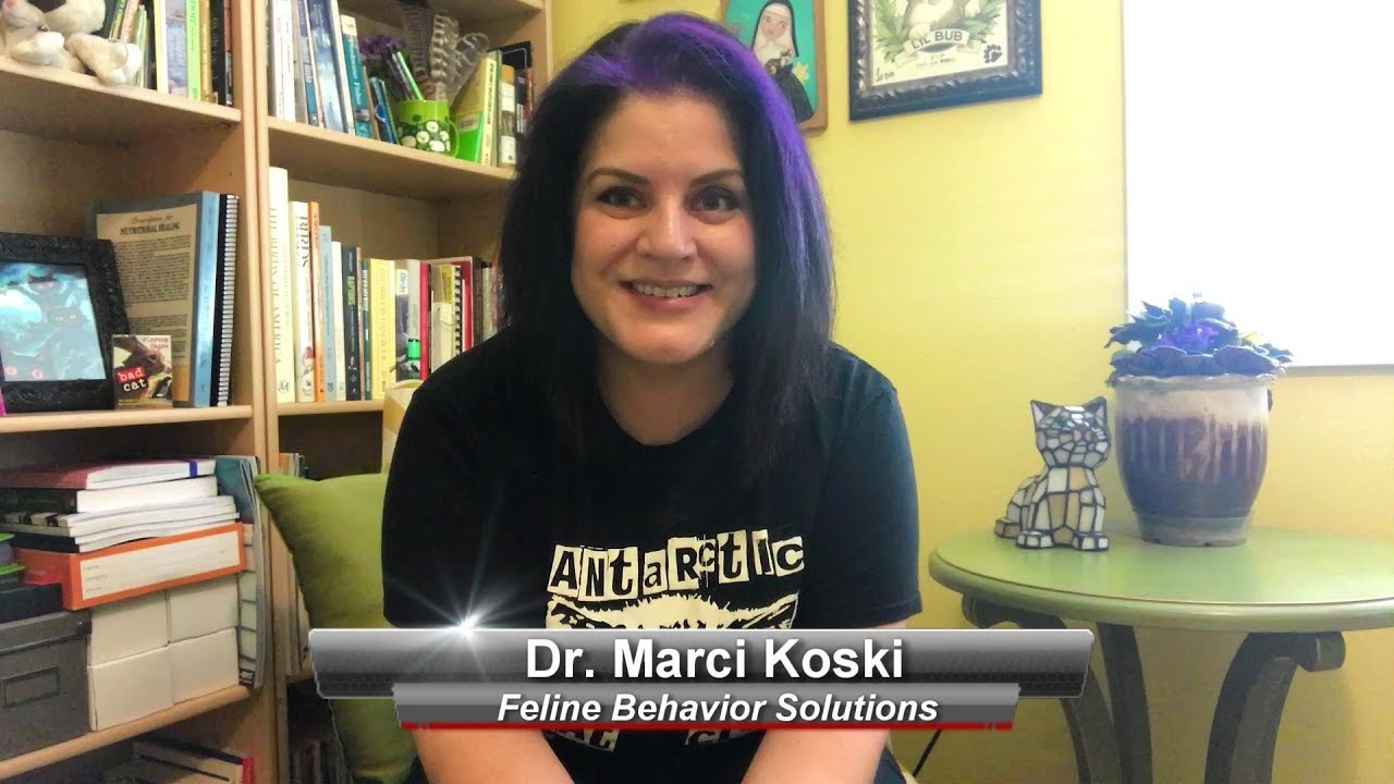 Marci Koski - Cat Behaviorist for Feline Behavior Solutions - YouTube