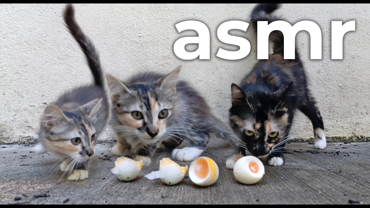 Gatitos comiendo un delicioso y ricos huevos duros ASMR - YouTube