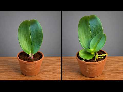 Just Coffee! Orchids Grow New Roots And Bloom All Year Round