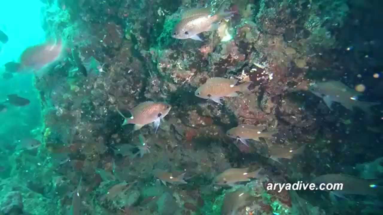 자리돔#2(Chromis notata)~ Whitesaddled reeffish, Pearl-spot chromis - YouTube