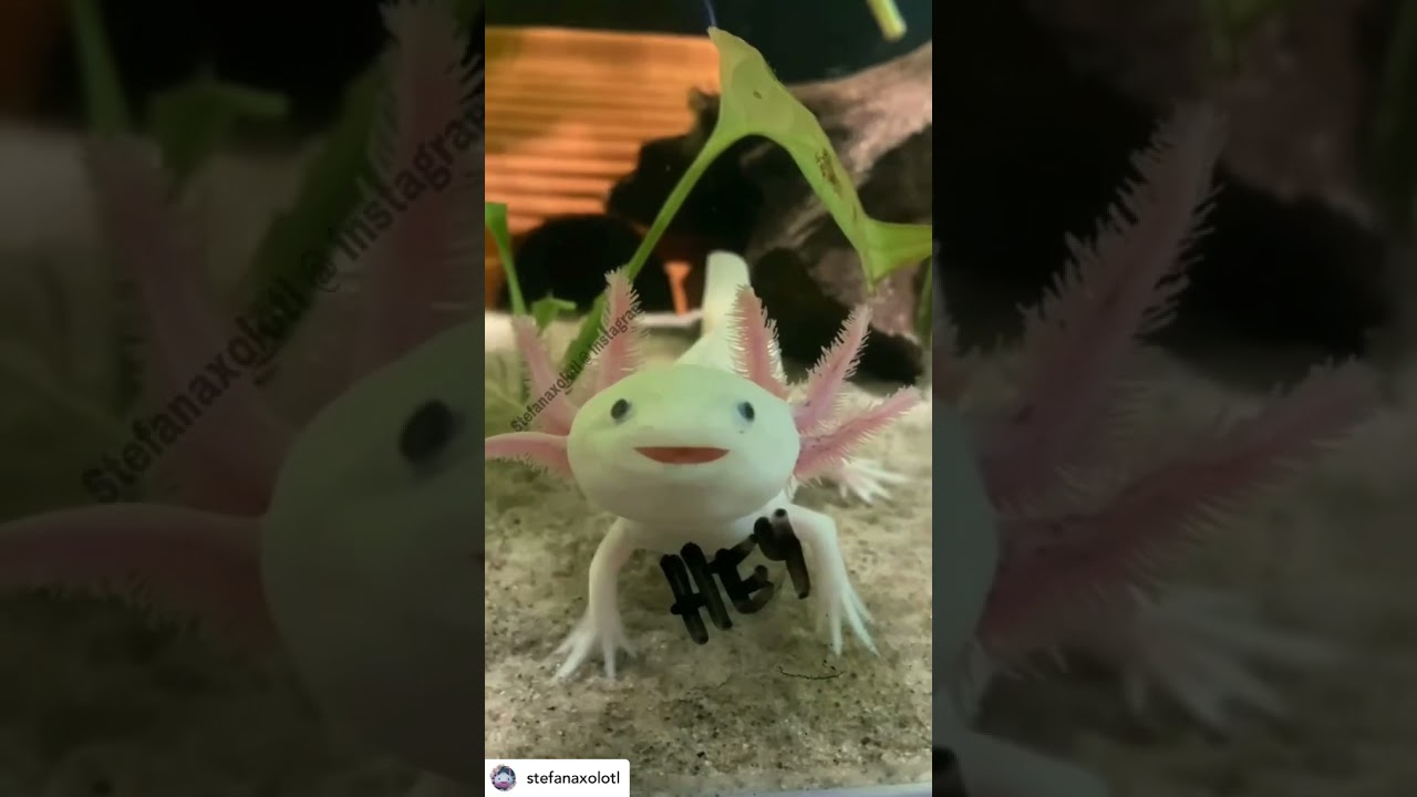 Sus Axolotl #pets #axolotl - YouTube