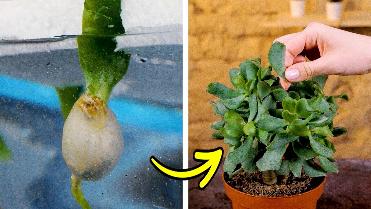 HOW TO GROW YOUR OWN PLANTS AND KEEP THEM ALIVE - YouTube