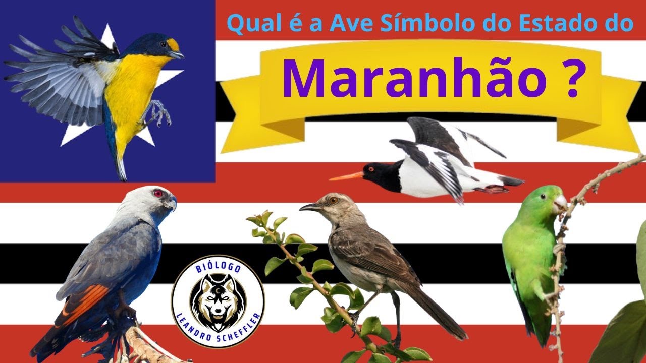 Qual é a Ave Símbolo do Estado do Maranhão? #educaçãoambiental - YouTube