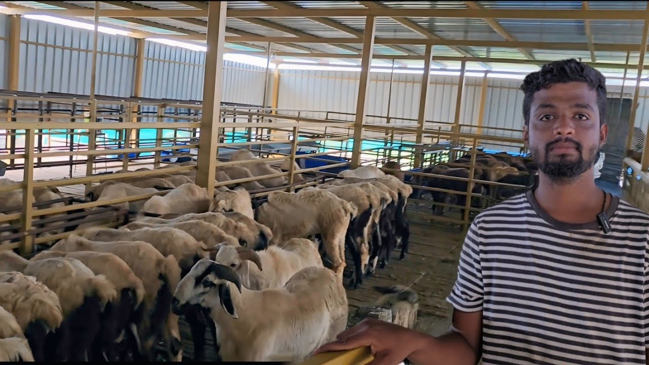 Goat sheep farming food Complete Guide. - YouTube