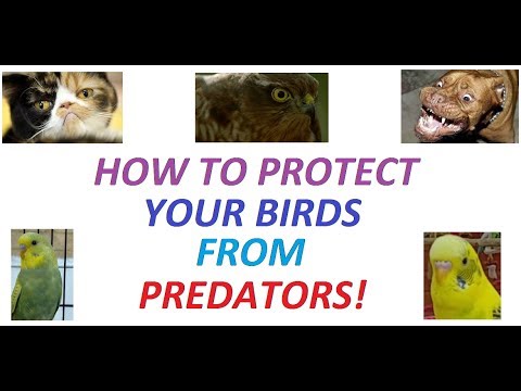 How to protect your birds from predators! - YouTube