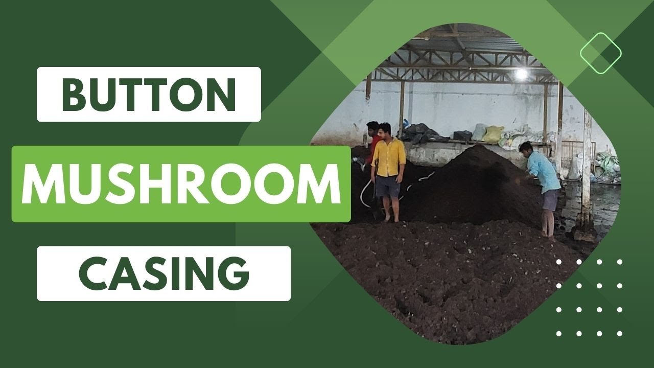 How to make casing soil for Button Mushroom - YouTube