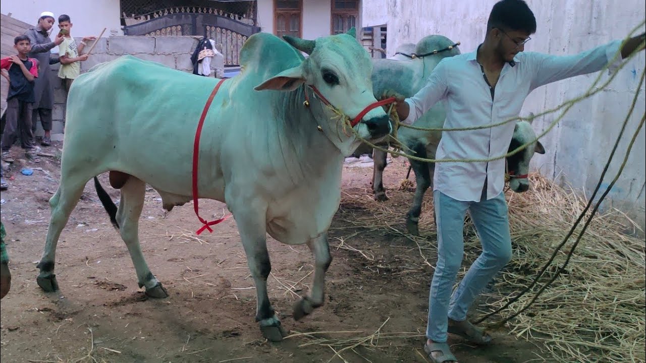 top quality Ongole bull's in Jhirra royal sea | bade janwar in Jhirra ...