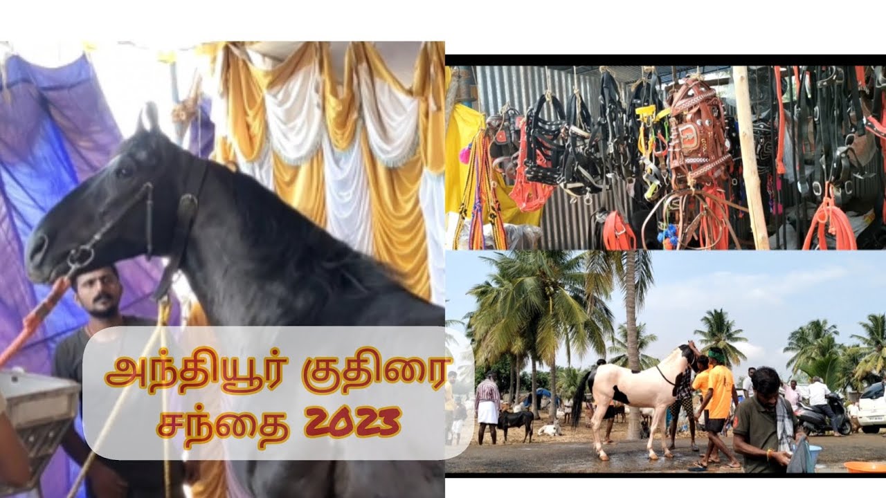 Anthiyur Gurunadha Samy temple Festival 2023| Horse Show #nightfury # ...