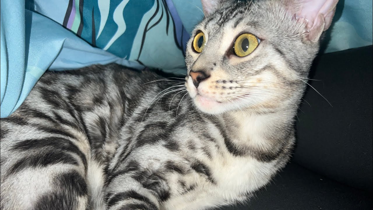 Tiniest meow in town! Bedtime cuddles and purrs - YouTube