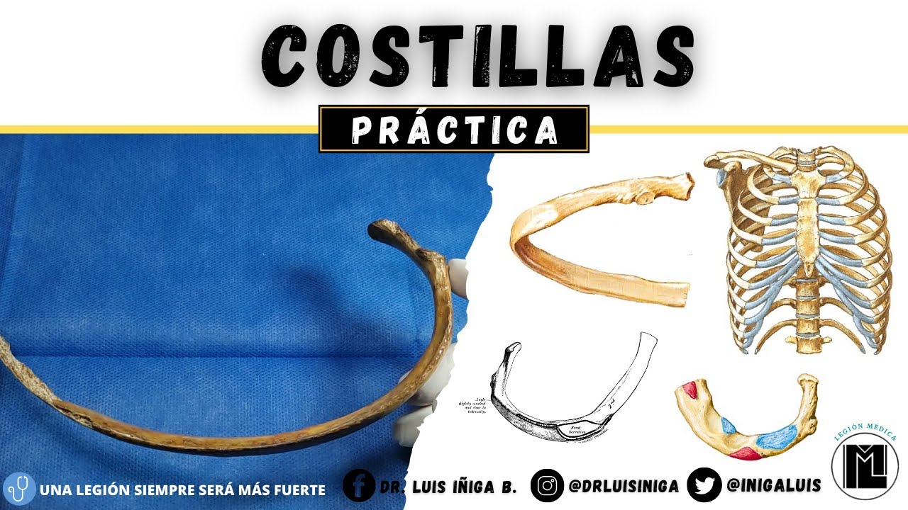 Anatomía Práctica : Costillas | Características generales, Inserciones ...