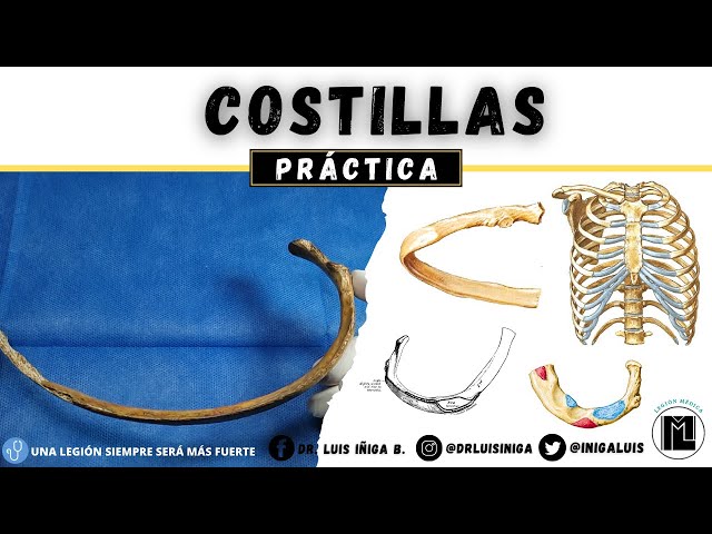 Anatomía De La Costilla