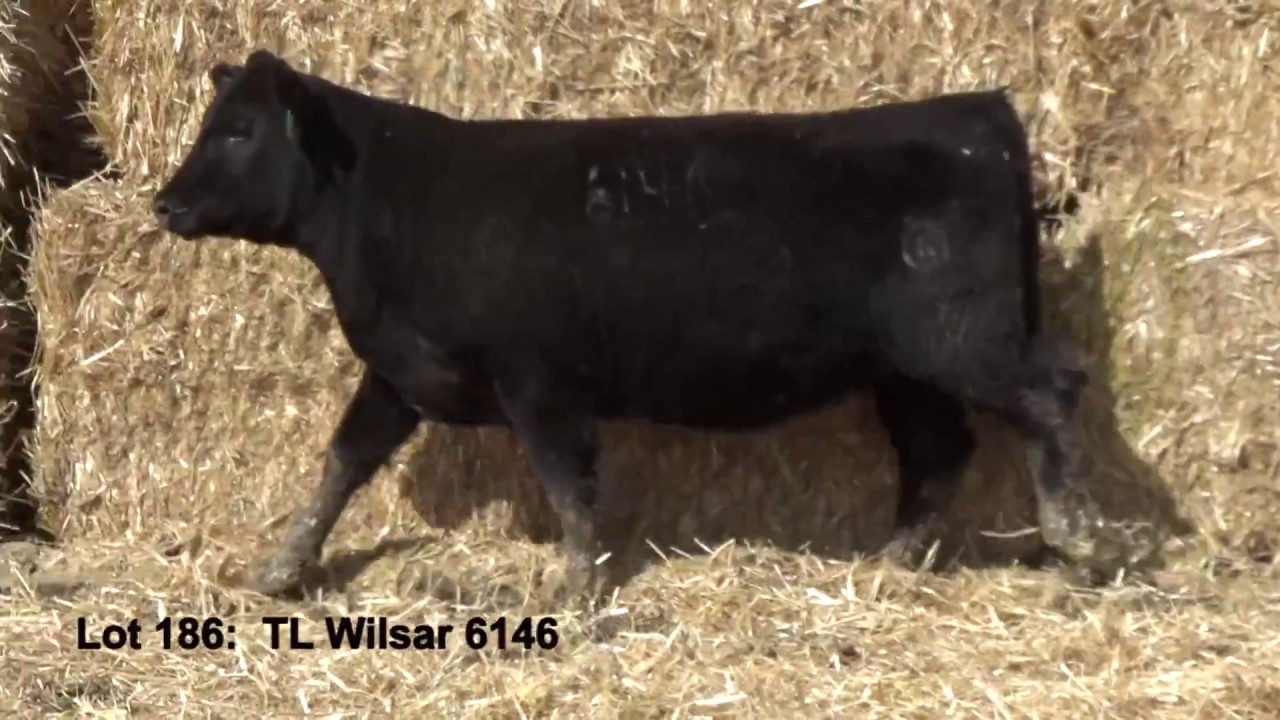 LOT 186 TL Wilsar 6146 - YouTube