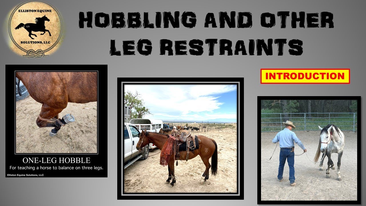 Hobbling and Leg Restraints (Introduction) (PART 1 of 6) - YouTube