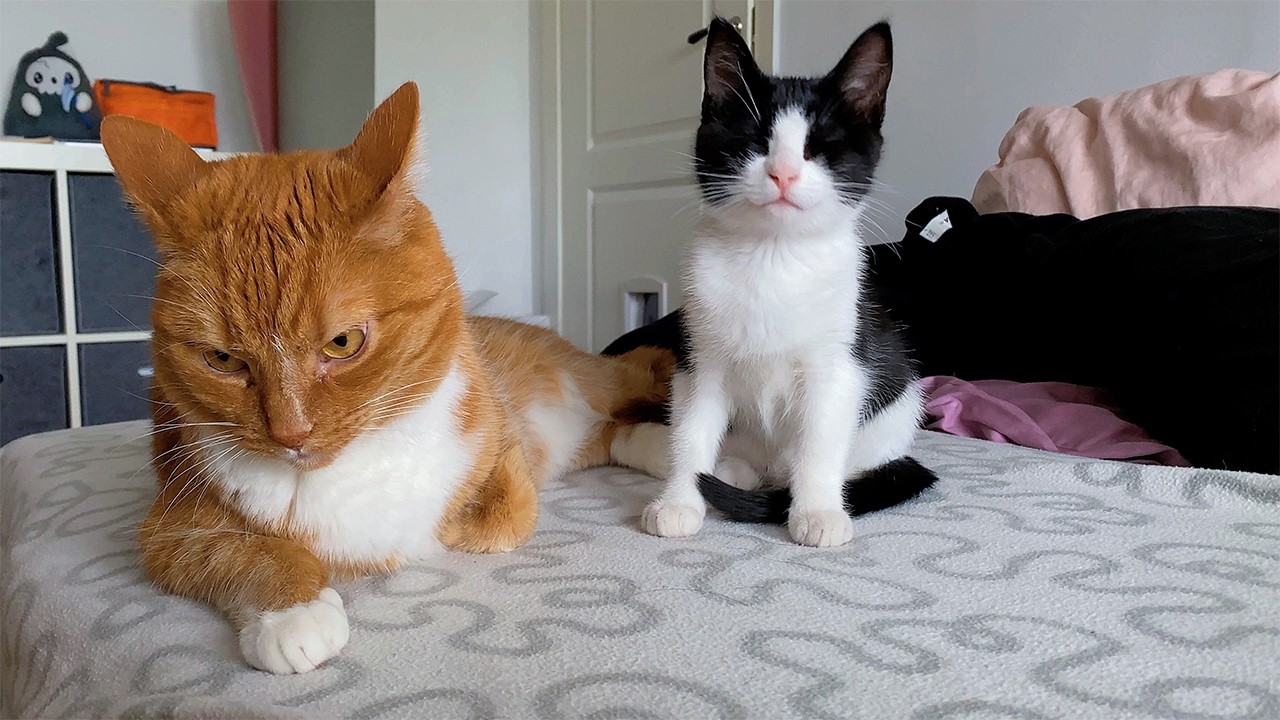 Meet our adorable new kitten, Mimi! | Oppa the Orange Cat - YouTube