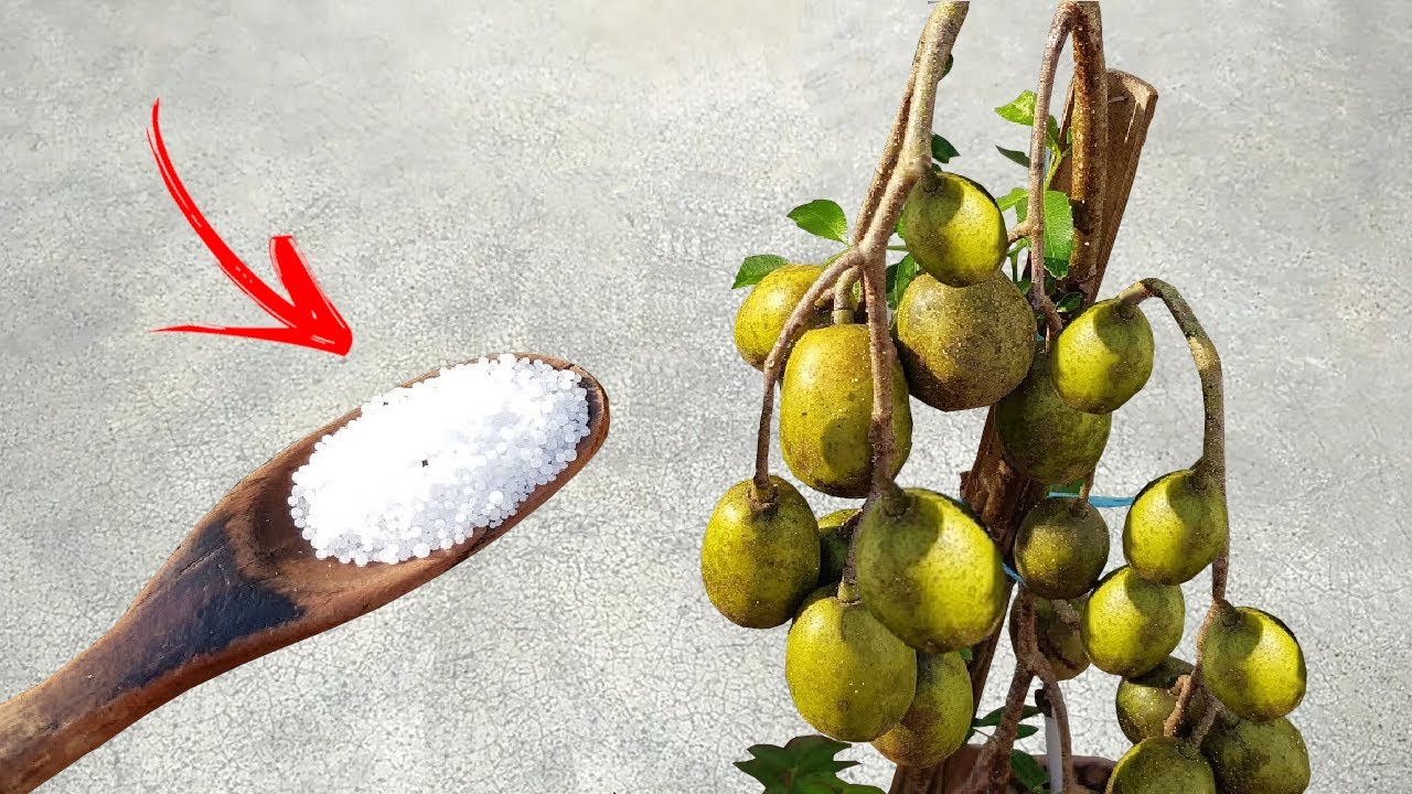 Incrível dica simples faz frutífera produzir muiiitos frutos e ...