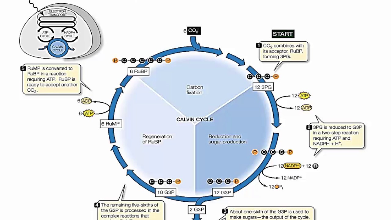 Photosynthesis_Calvin_Cycle - YouTube