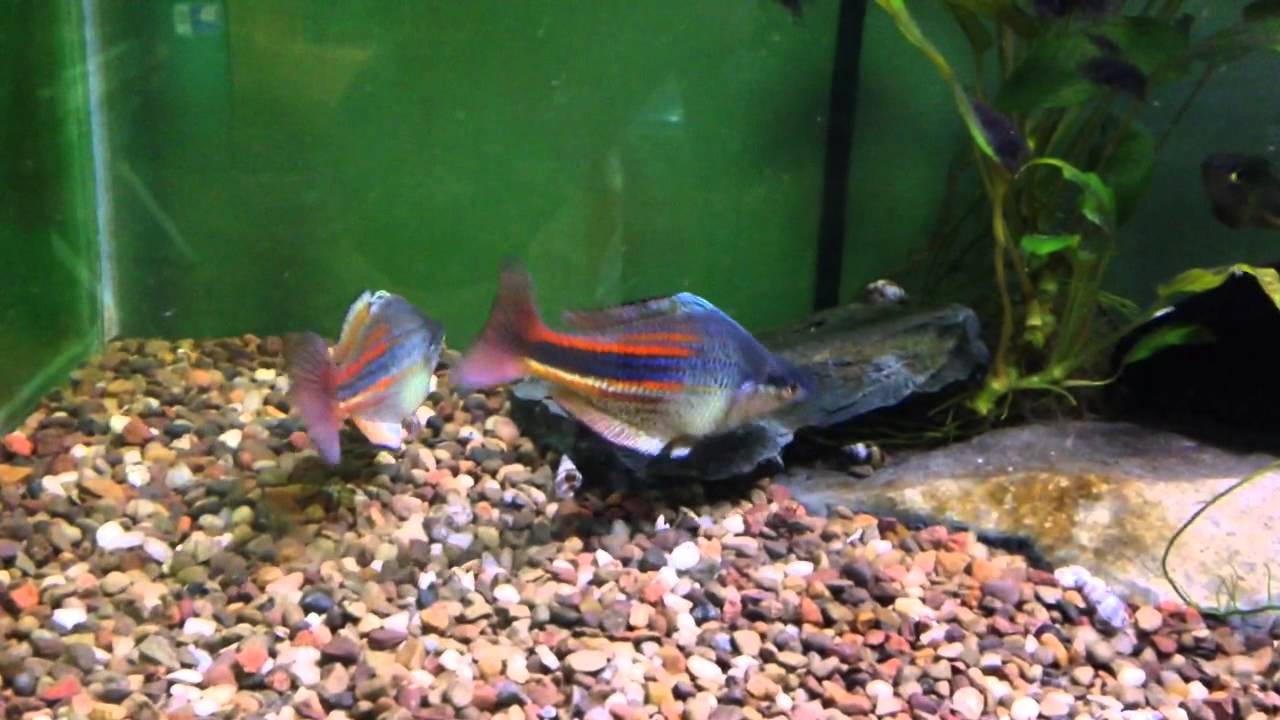 affinis pagwi - YouTube