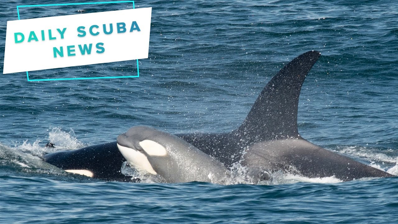Daily Scuba News - Rare Grey Orca Spotted! - YouTube