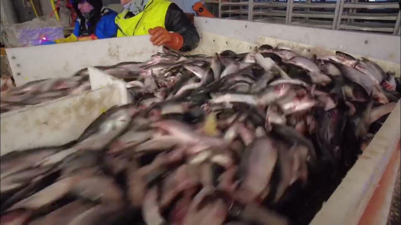 How Triman Technologies Herring Sex Sorter Machine Works Youtube