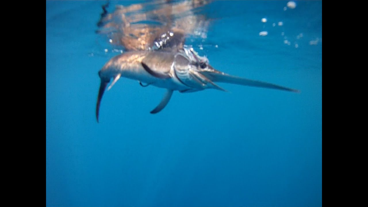 Pesca a Traina Pesci Spada C&R - Swordfish - YouTube