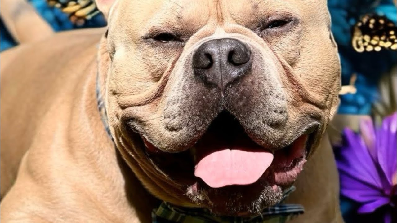 When Mom messes up your steak #spoileddog #americanbully #dogmom #dog ...