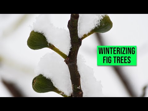 How To Insulate A Fig Tree For Winter
