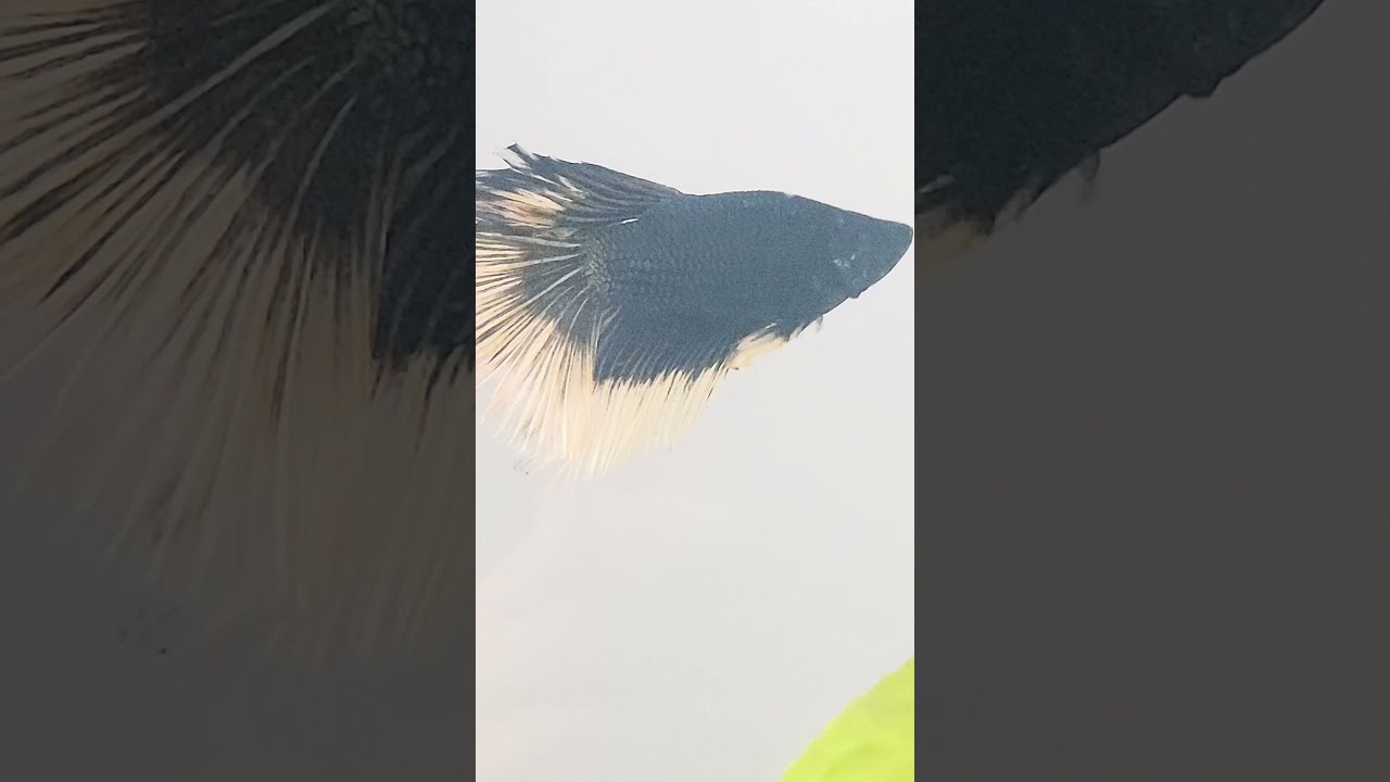 Betta Fish Yawn - YouTube