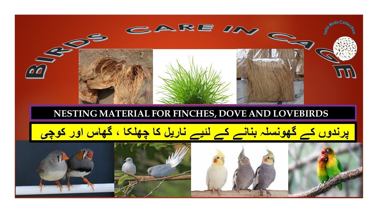 Best Nesting Materials For Birds | Parendon ko konsa Nesting Material ...
