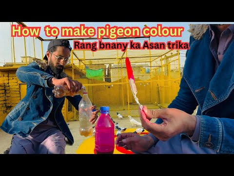 How to make pigeons colour || kabootar ko Rang lgny  ka Asan tareeka || Dar pigeons club |