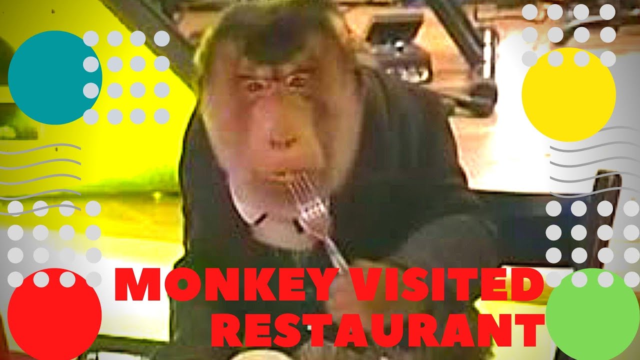 Обезьяна в ресторане Funny Monkey Visited Restaurant 面白い猿のレストラン 滑稽的猴子访问 ...