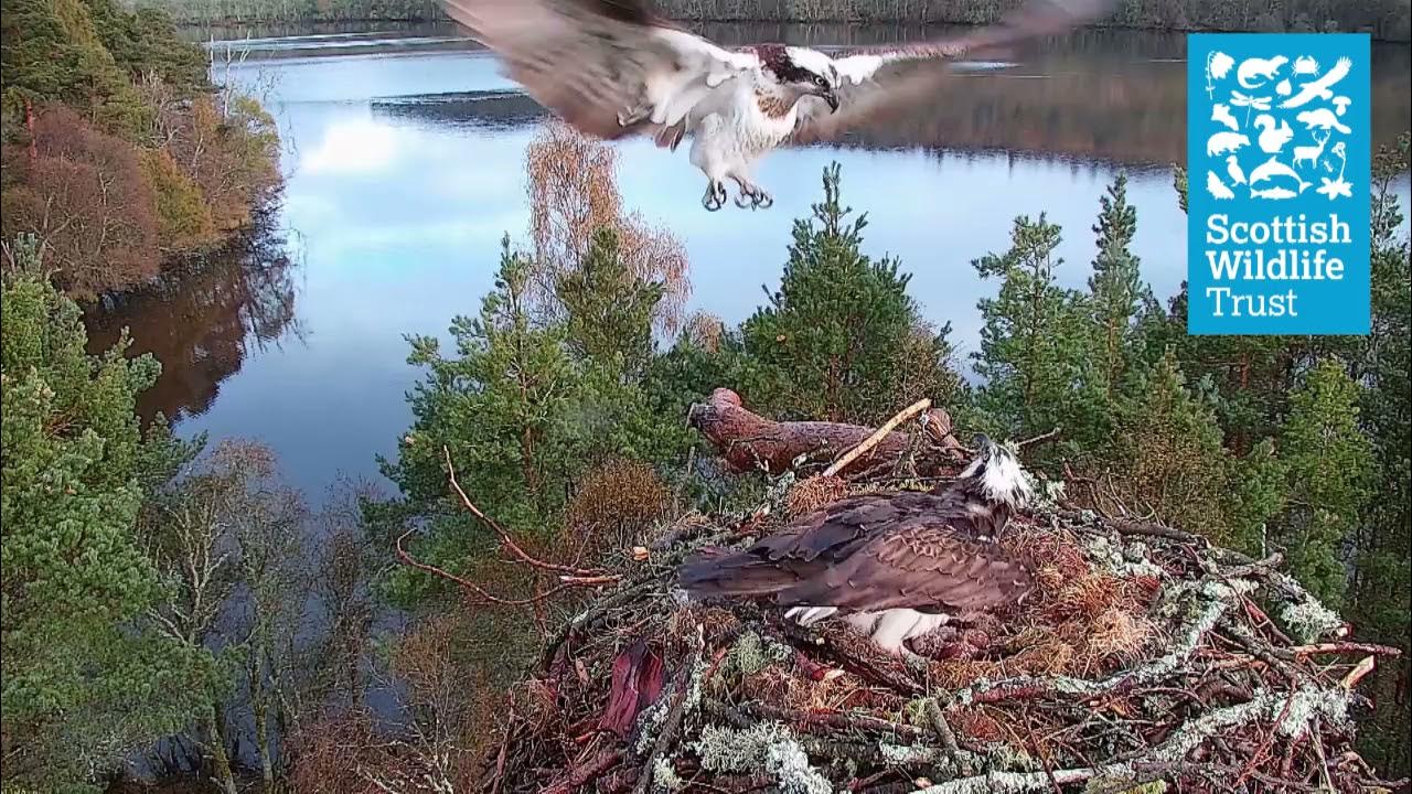 NC0 defends nest from intruder onslaught - Loch of the Lowes osprey webcam (2021) - YouTube