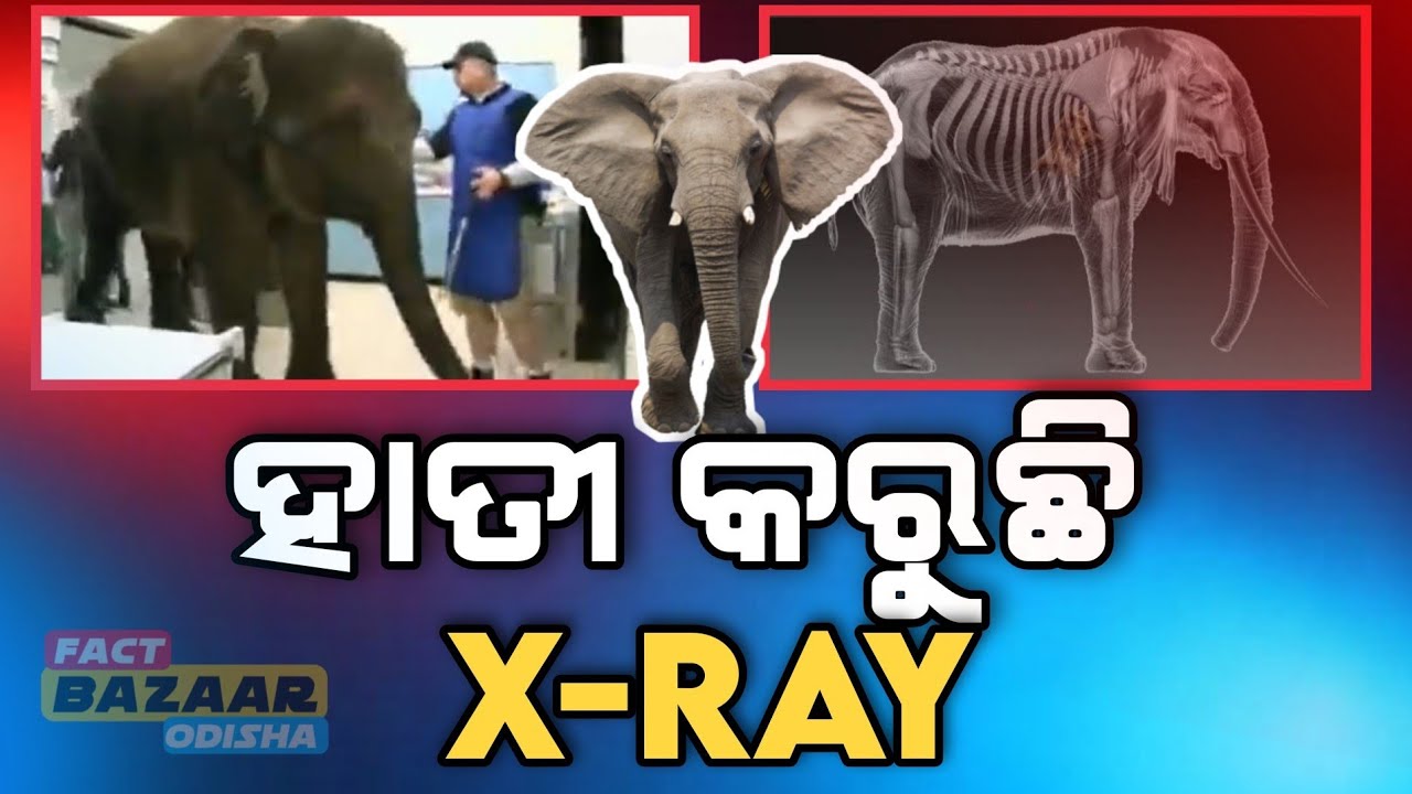 ହାତୀ କରୁଛି X-Ray || Elephant X-Ray || Viral Video - YouTube