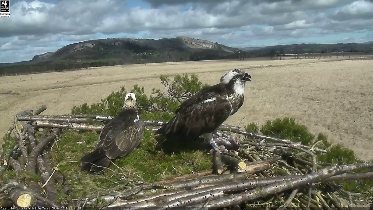 Osprey nest cam footage - White YW returns from hunting - YouTube