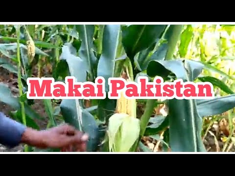 how to start maize Farming || Maize Farming || Makai ke Fasal| - YouTube